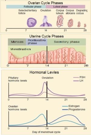 Anovulatory Cycle: How to Get Pregnant Naturally - Fight Your Infertility