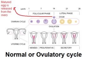 Anovulatory Cycle: How to Get Pregnant Naturally - Fight Your Infertility